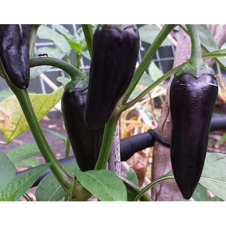 Vajra seeds Black Cobra Hot Pepper Chilli Vegetable Seeds, 25 Seeds ...
