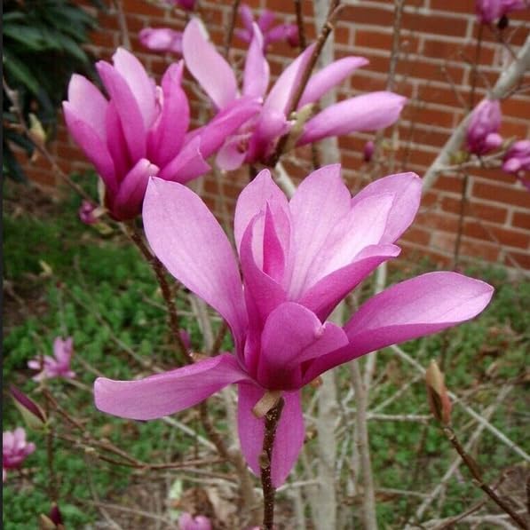 Amazon.com : Jane Magnolia Tree - 6-12" Tall Live Plant - 2.5" Pot ...