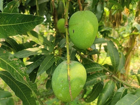 Himsagar Mango King Of Mango Fiber Free Live Grafted Plant Original ...
