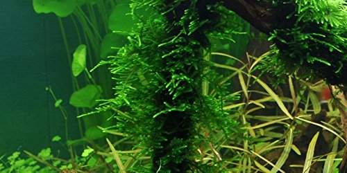 Best Moss For Aquarium - Top 8 Reviewed | Aqua Movement