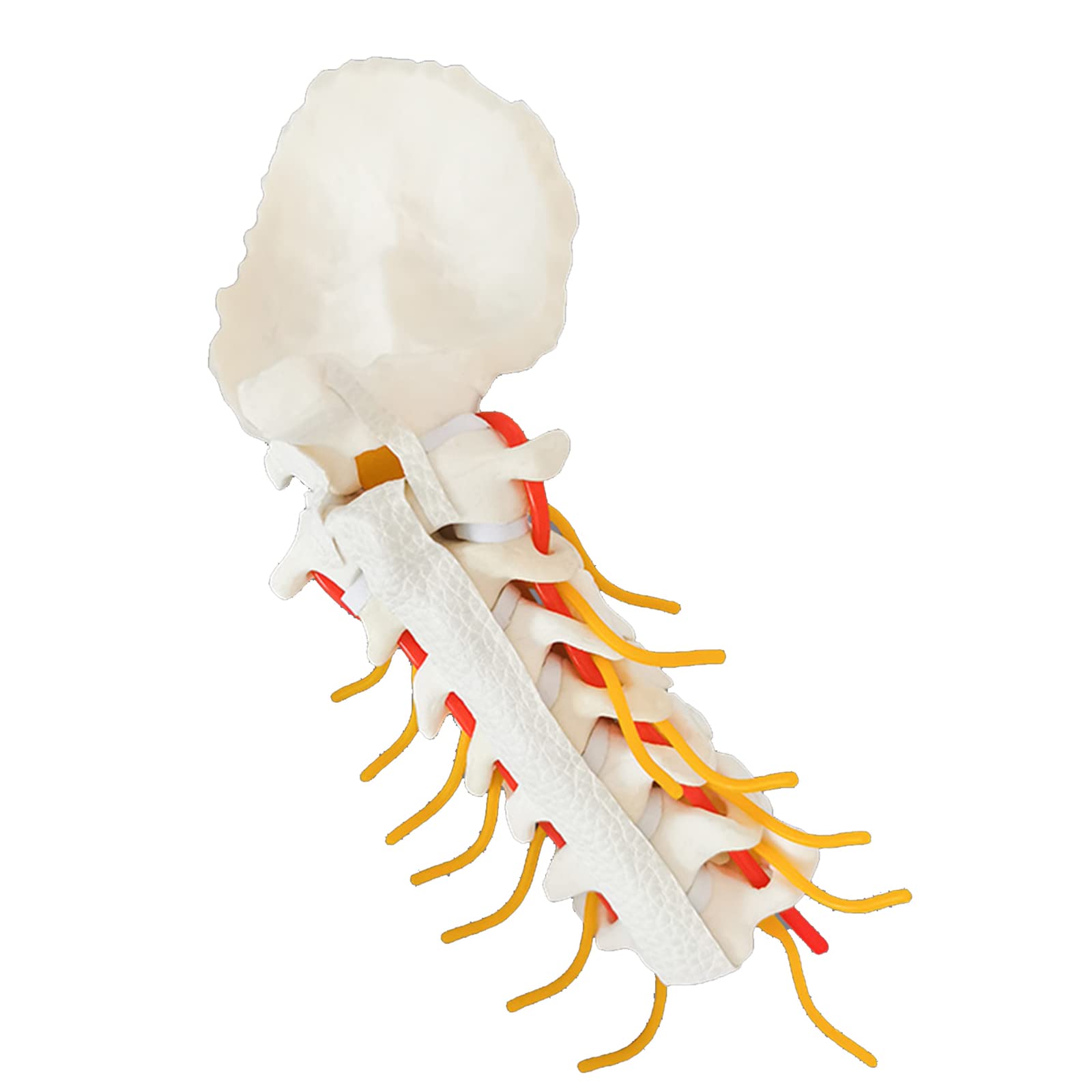 Buy simulation Human occipital and cervical spine model - consists of 7 ...