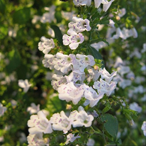 Calamintha nepeta - How to grow & care