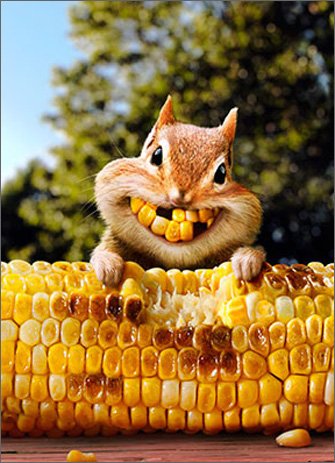 Chipmunk Teeth