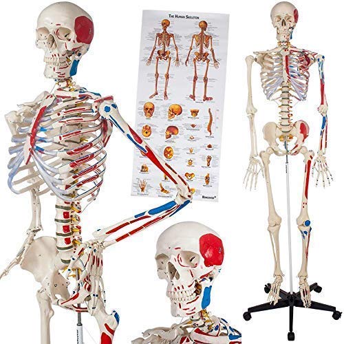 Rexgel Educational Model Assembly Anatomical Skeleton Model Human ...