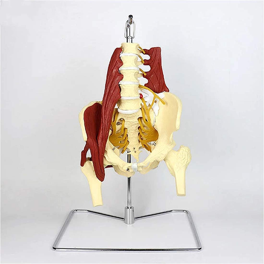 1 1 Lumbar Vertebrae With Vital Muscles Pelvic Muscle Model ...