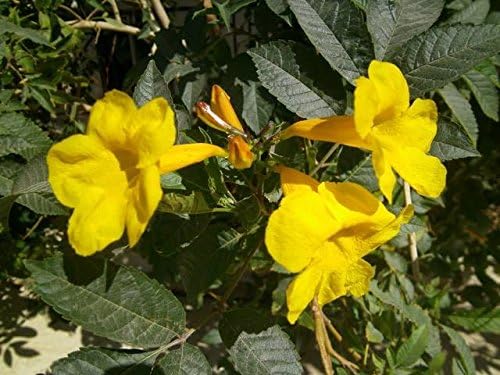 Natural Tecoma Yellow Flower Plant For All Season Pack of 1 : Amazon.in ...