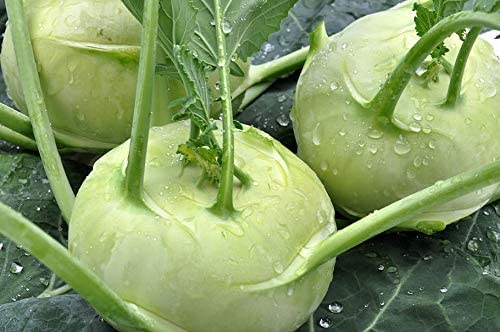 Chillatai® Knol Khol Seeds/Nool Khol Vegetable Seeds (30 Seeds ...