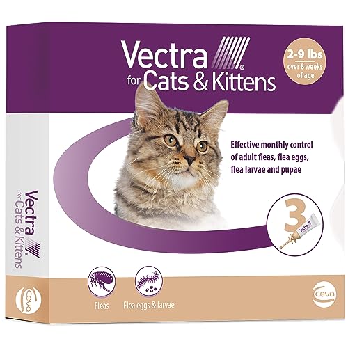 Tan Cat – The 15 best products compared - Wild Explained