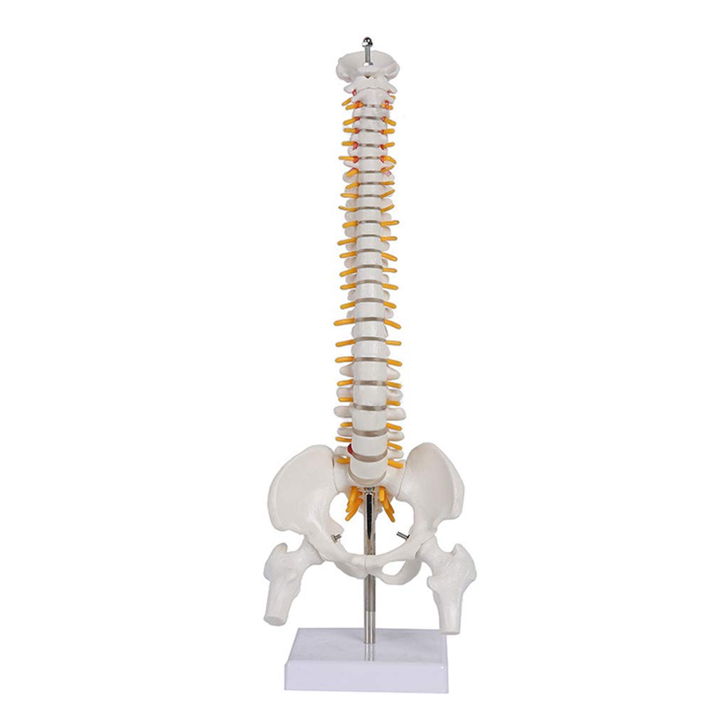 Buy Spine Model, 34" Life Size Spinal Cord Model with Pelvis and Femur ...