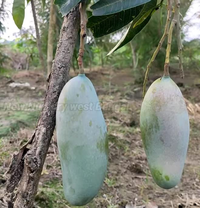 Green view "Three Test (3 Test) Mango" Live Amba fruit plant Grafted ...