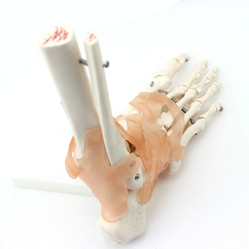 Medical Human Skeleton Model Foot Bone Humerus Ankle Joint Model ...