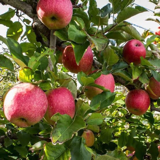 Go green Live World Famous Sweet Apple Plant (Seb Tree) - Grafted ...