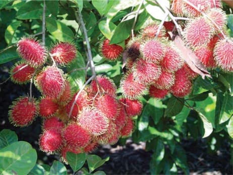 Cloud Farm Live Rare Red Rambutan Hybrid Exotic Fruit Seedling Live ...