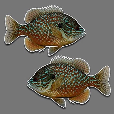 Amazon.com: Bluegill Fishing Pond Decal Sticker Sunfish Bream Brim ...