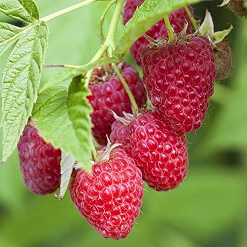 2 x Raspberry Tulameen Plants - 20-30cm in Height - High Yielding ...