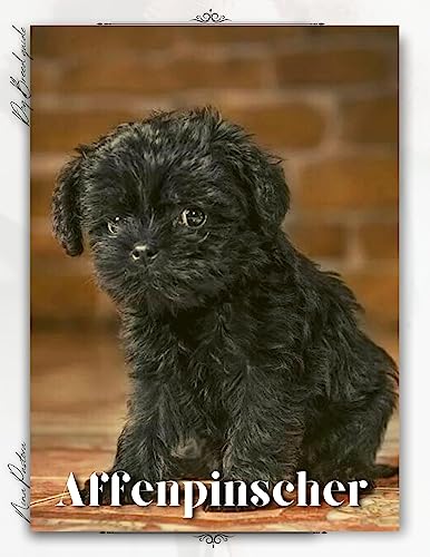 Affenpinscher Poodle Mix