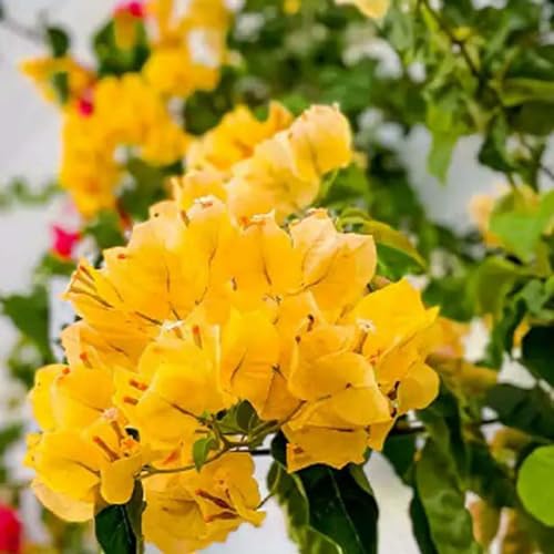 NatureHills~ Yellow Bougainvillea Flower Plant Yello Kagoj Ful Bagan ...