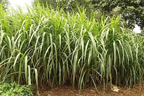 Pennisetum Purpureum 20+ Seeds Elephant Grass Very Fast Growing ...