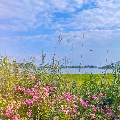 Play Home, Alone by Ben Scott on Amazon Music