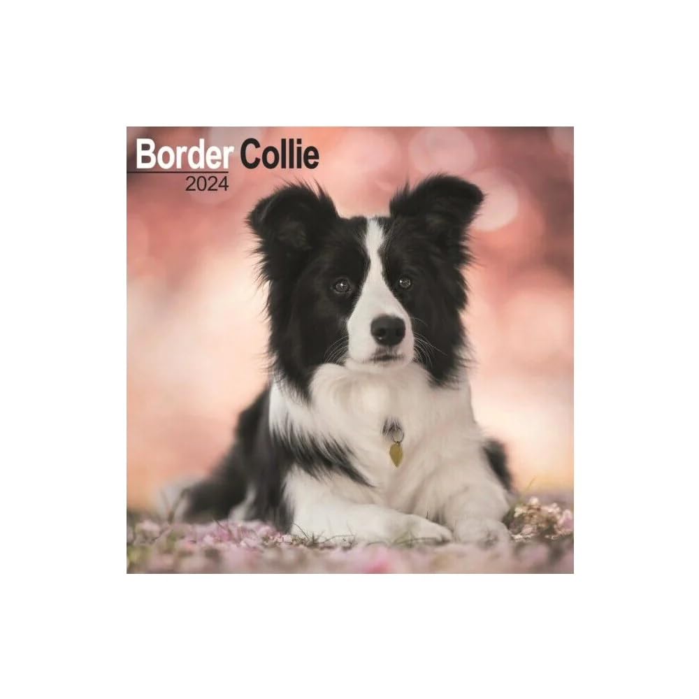 Border Collie Calendar 2024 | Square Dog Breed Wall Calendar - 16 Month ...