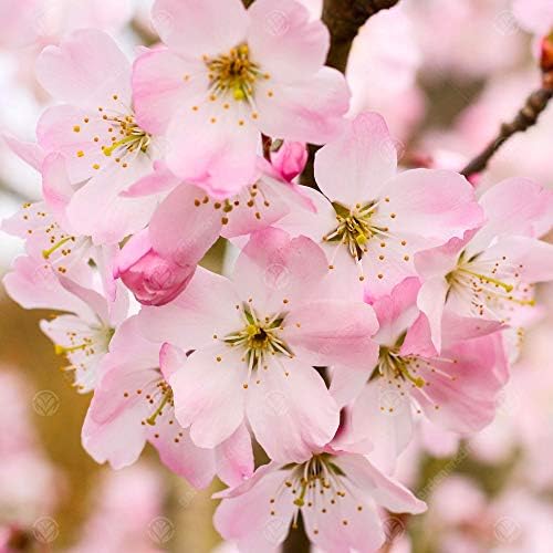 Prunus Okame | Flowering Cherry | Ornamental Garden Tree | 5-6ft ...