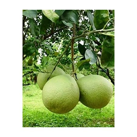BLOOM & GROW Healthy Fruit Plant (Chakotra-Pomelo Fruit) : Amazon.in ...