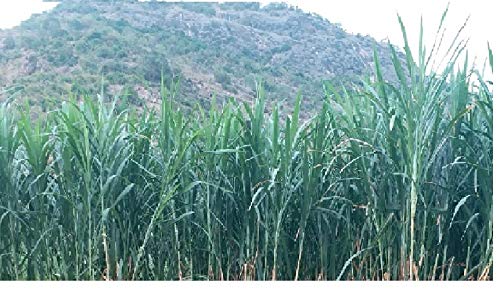 RAJAN ORGANIC FARMS Super Napier Grass (Pakchong) -500 Slips : Amazon ...