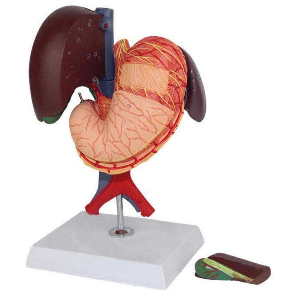 Buy YHNUJMIK 1:1 Life Size Human Digestive System Stomach Liver Gall ...