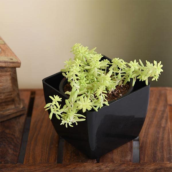 Sedum Angelina (Golden) - Succulent Plant : Amazon.in: Garden & Outdoors