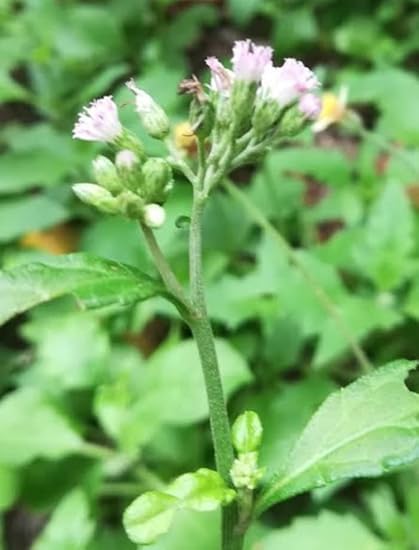 Sahdevi Plant/Vernonia Cinerea/Light Purple Feabane/Sehdevi plant - 3 ...
