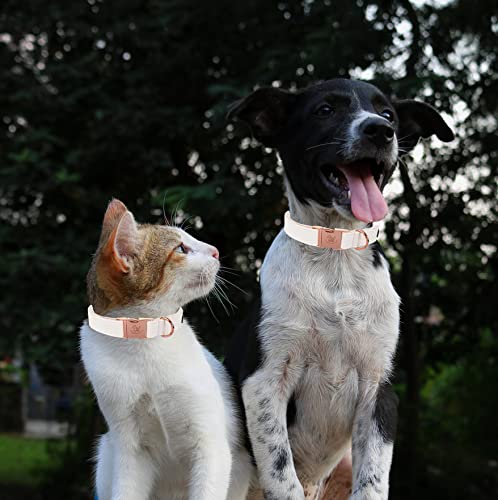 The 15 Best Elegant little tail Dog Collars of 2026 [Verified] - Cherry ...