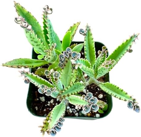 Amazon.com : Kalanchoe Pink Butterfly Plant Live, Pink Kalanchoe Plant ...