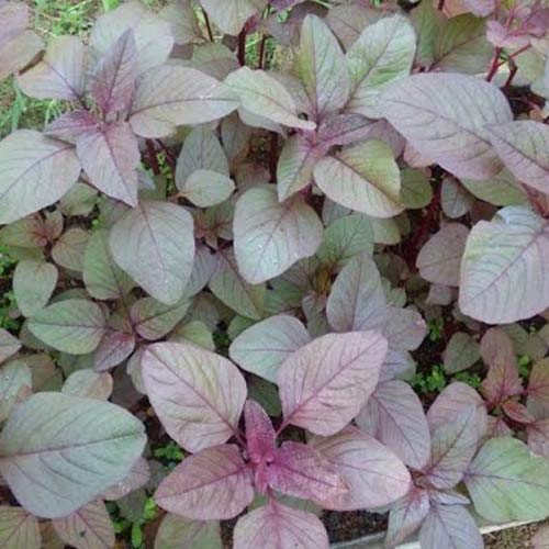 Creative Farmer Vegetable Seeds Amaranthus Leaf Red/Cholai Red Saag ...