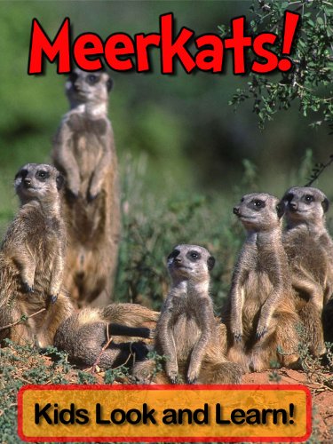 Meerkats! Learn About Meerkats and Enjoy Colorful Pictures - Look and ...