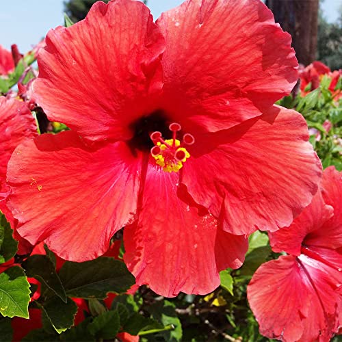 Swamp rose mallow - How to grow & care