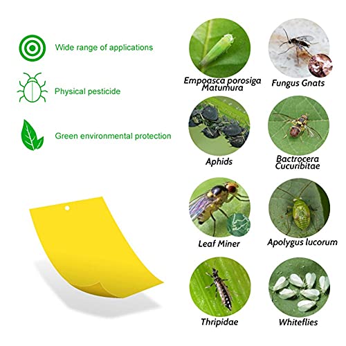 Yellow plates, yellow stickers, sticky insect traps, fly trap, yellow ...