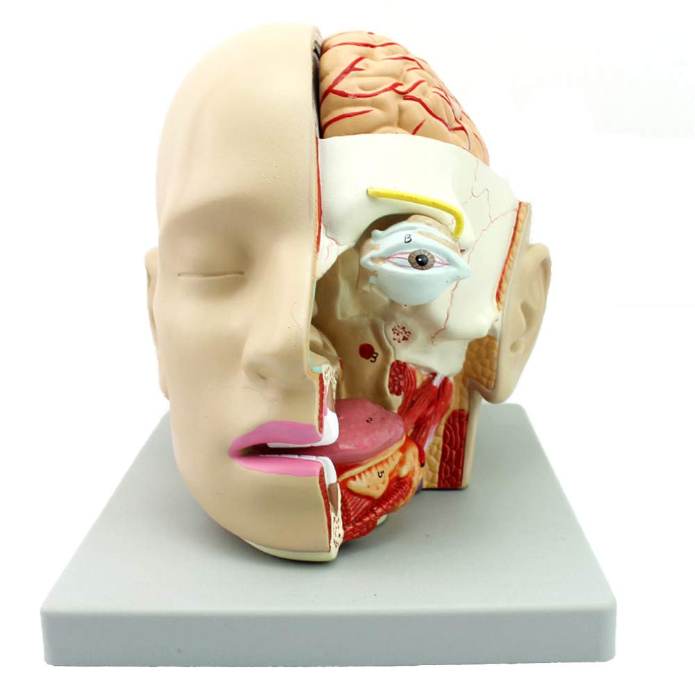 Pbqwer Human Head Anatomy Model Human Medical Skull Sagittal Sinus ...