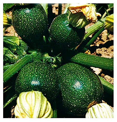 Sementi Zucchine: Classifica, Recensioni e Miglior Prezzo 2021