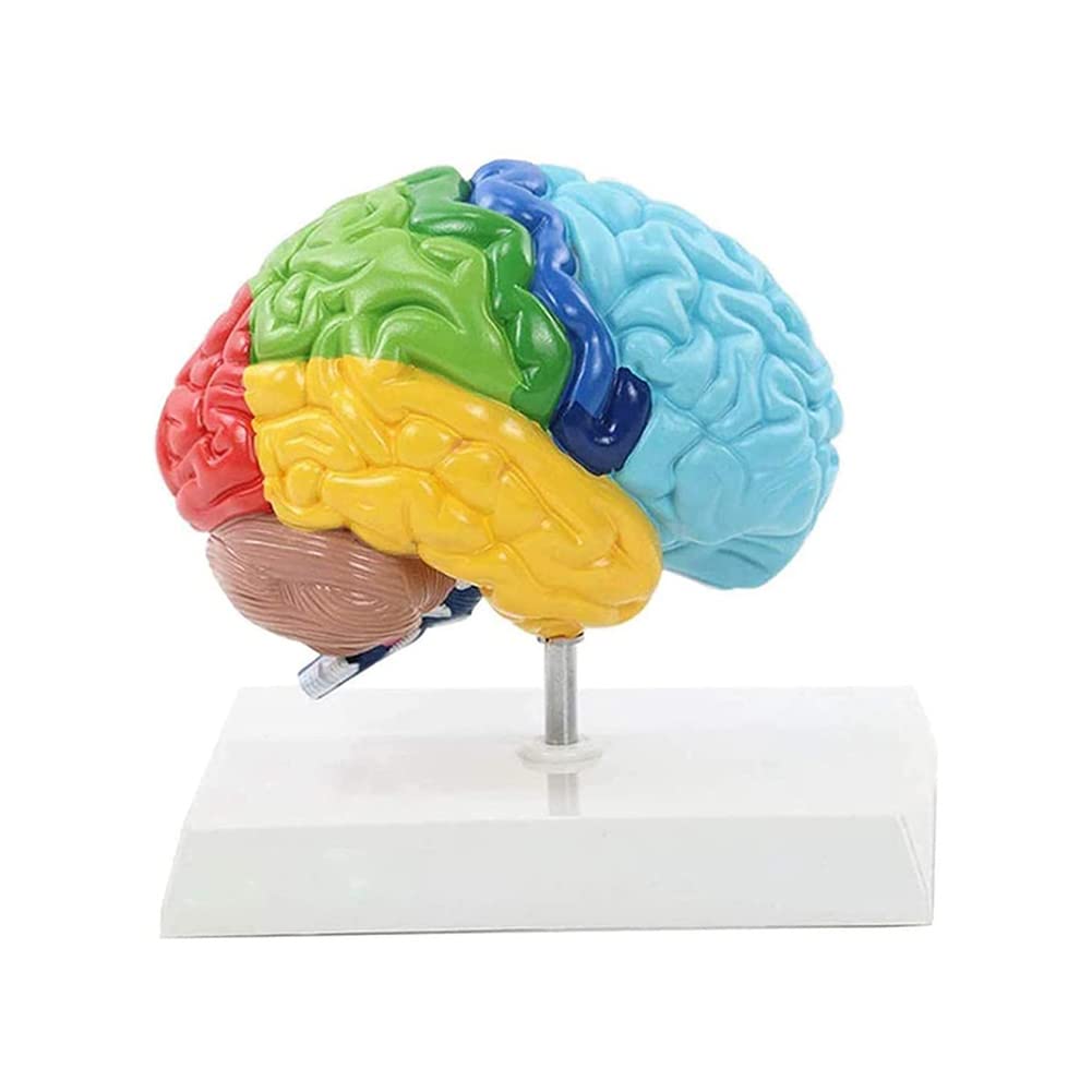 Buy LSOAARRT The Brain Model of The Human Right Brain Function Model of ...