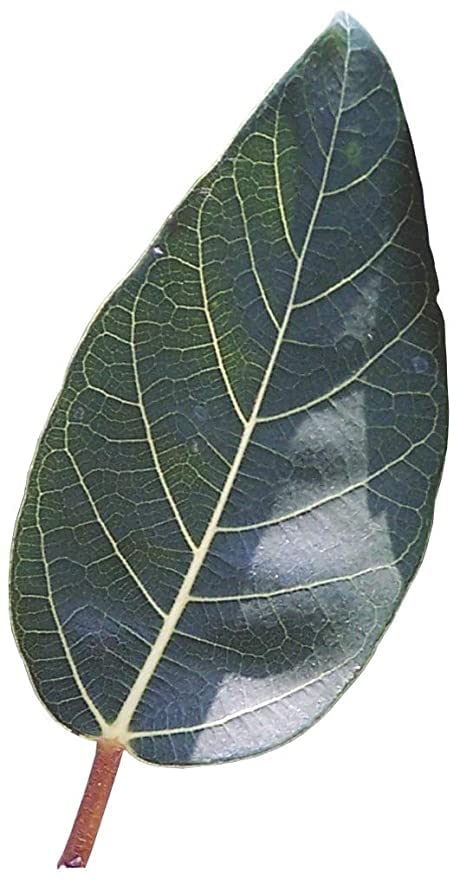 Amazon.com: ROSEVILLA Cluster Fig (Gular) Dried Tender Leaf Powder 50 ...
