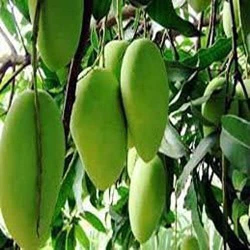 MITU Malda Fazli Variety Grafted Aam Fruit Live Plants & Tree : Amazon ...
