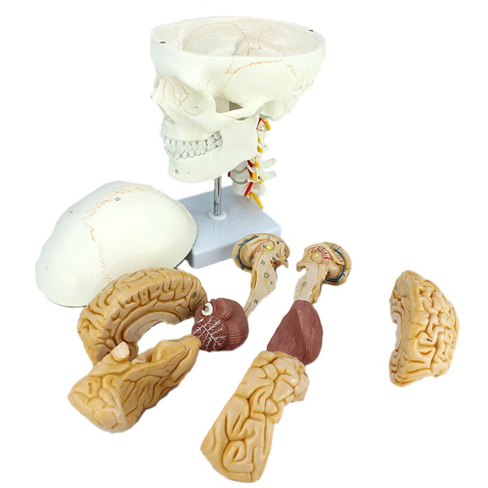 Buy Medicine Skull Brain Model Real Size Human Brain Neurosurgery ...