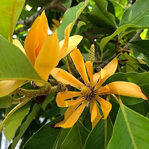 TENDER LEAVES Golden Champa Swarna Champa Orange Swarna Champa Sonchafa ...