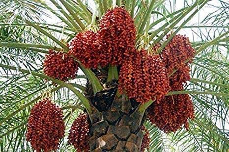 Mphmi Plants Live Date/Khajoor/Khajur Fruit Plant : Amazon.in: Garden ...