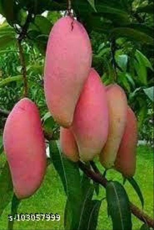 Everfit Agro All Time Mango Plant For Home and Garden [SN-434]| All ...