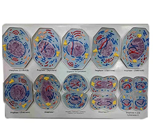 Buy Cell Anatomical Model,10 Parts Cell Meiosis Model, Biology ...