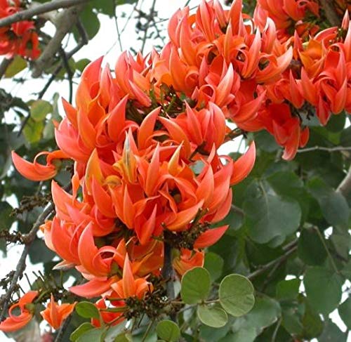 butea monosperma Plant : Amazon.in: Garden & Outdoors