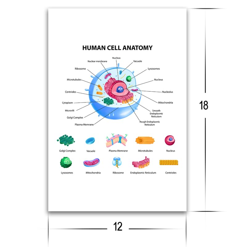 Cell Anatomy Diagram Eukaryotic Animal Cell Structure: A Visual Guide
