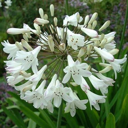 Agapanthus White Flower Bulbs For All Season – Pack Of 5 By Udanta ...