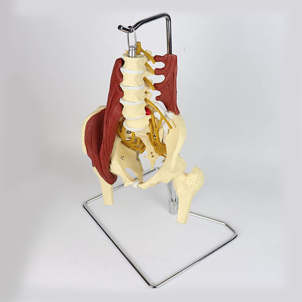 Buy UIGJIOG Lumbar Spine Model Human Organ Model Adult Life Size Female ...